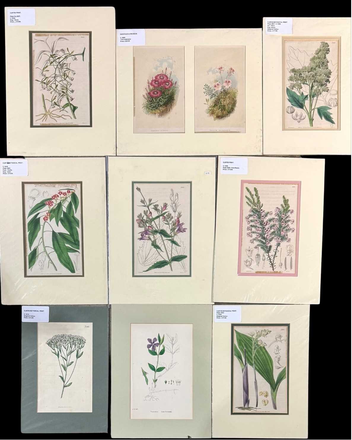 Lot 505 - A collection of botanical engravings and